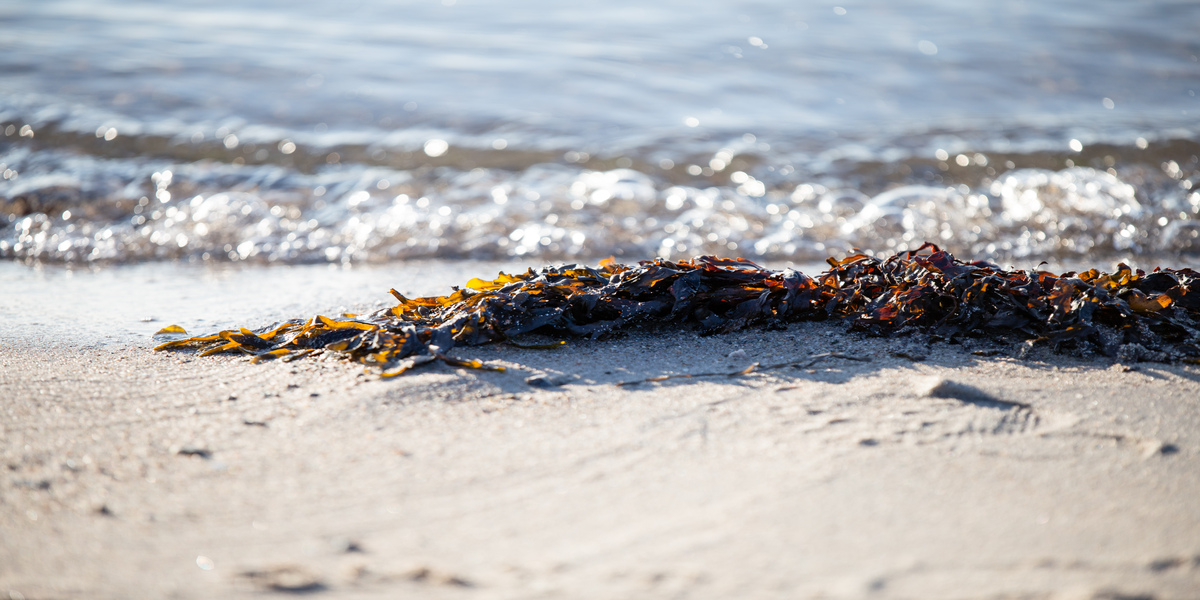 Kobæk Strand Hotel & Konference → DKBS